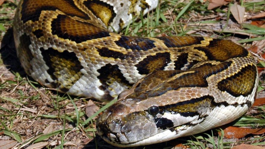 Unas 5 mil pitones han sido eliminadas en Florida - El Sol News Media