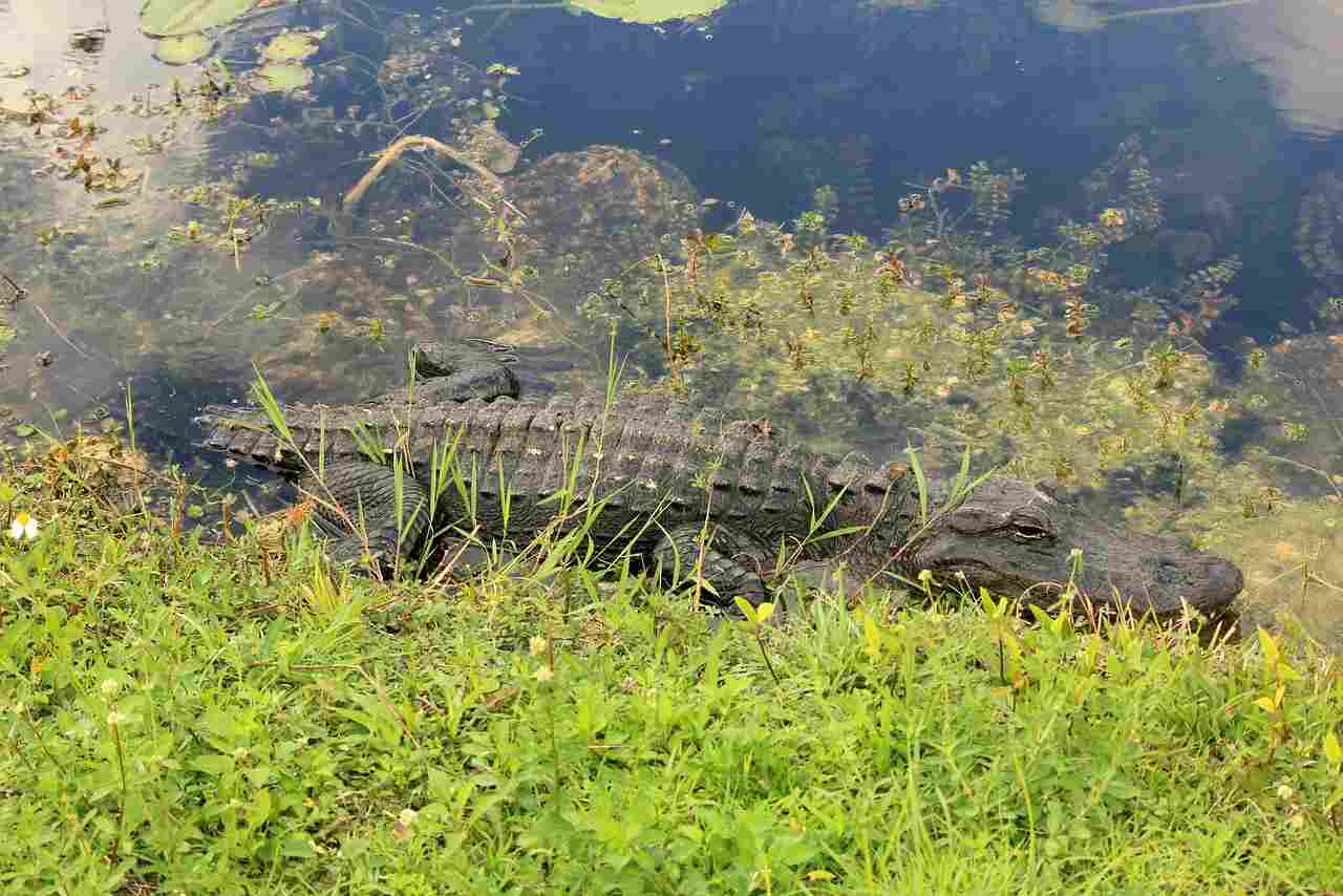El caimán americano es fundamental en la restauración de los Everglades ...