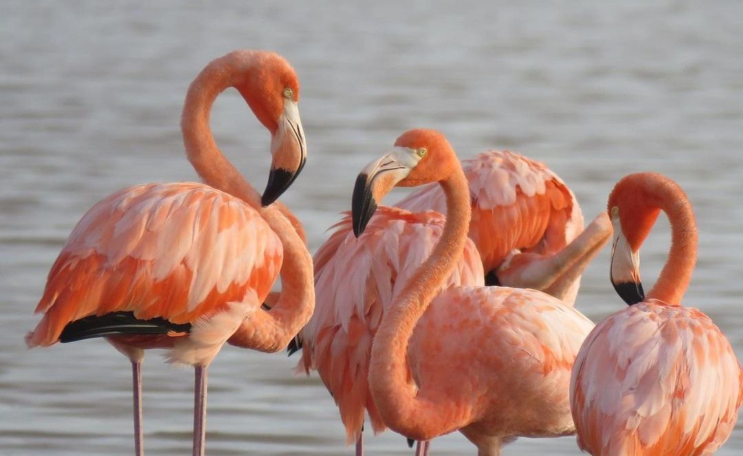 Flamingos retornan a Florida y son propuestos como ave insignia - El ...